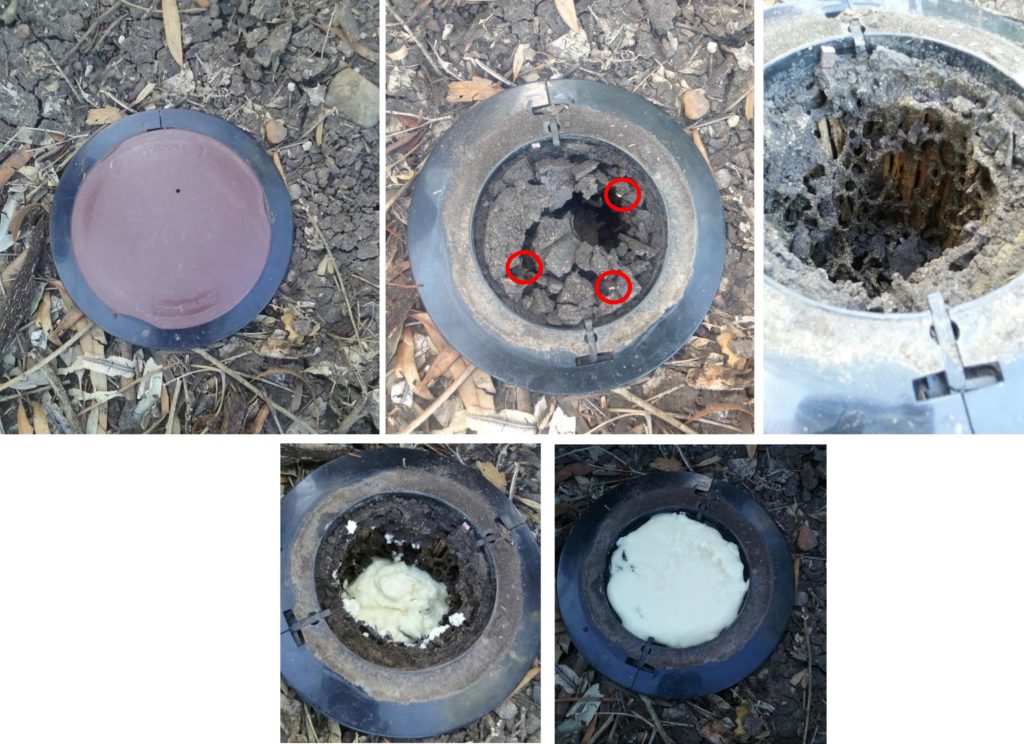 2017-01-08 Termite Exterra Baiting System collage - Total Pest Services ...